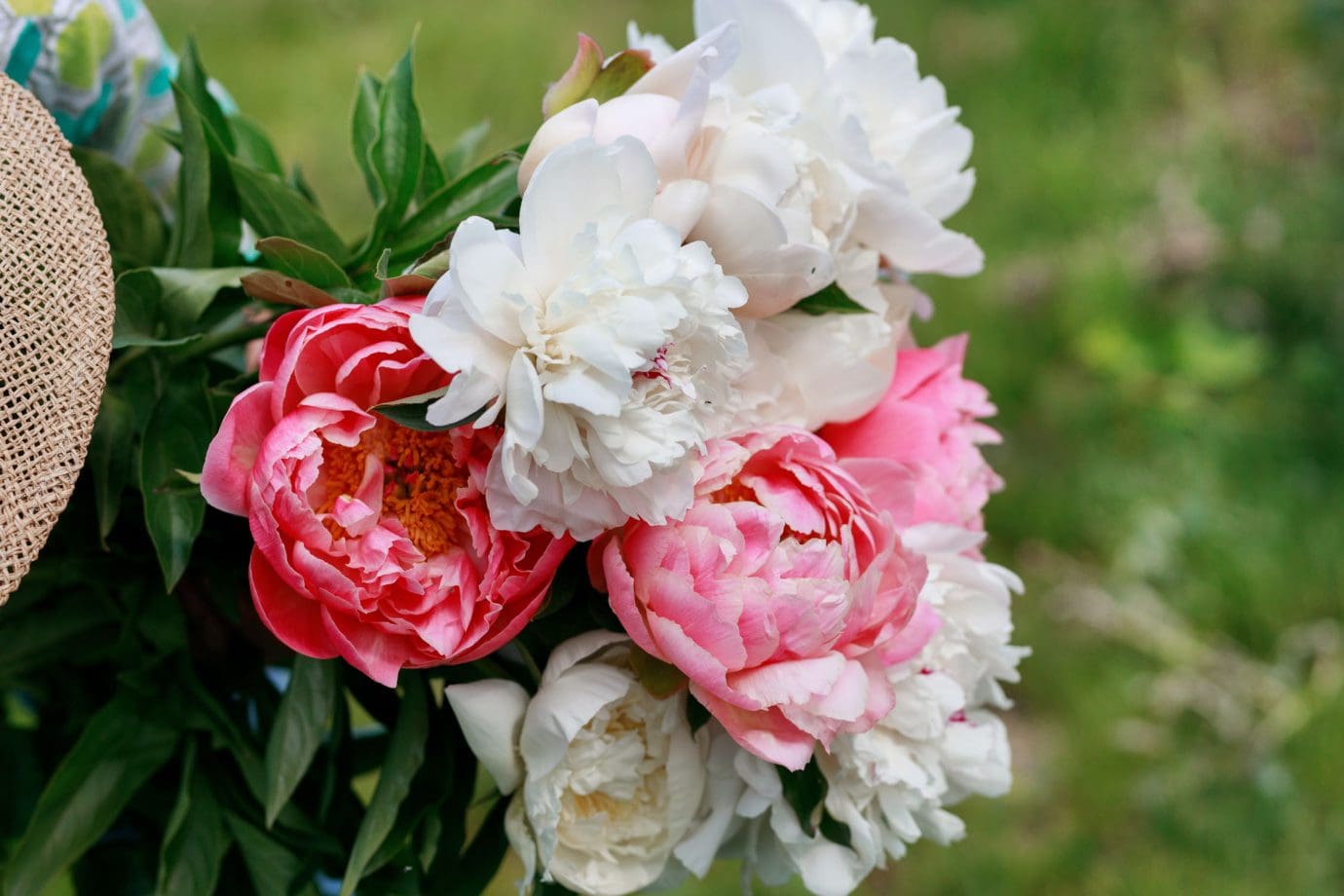 FLEUR DE ROY · Ontario Pick Your Own Peony Flowers