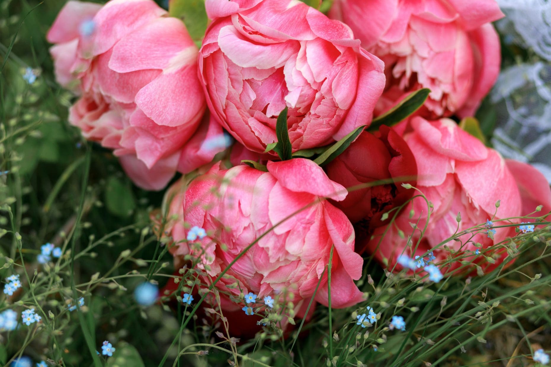 FLEUR DE ROY · Ontario Pick Your Own Peony Flowers