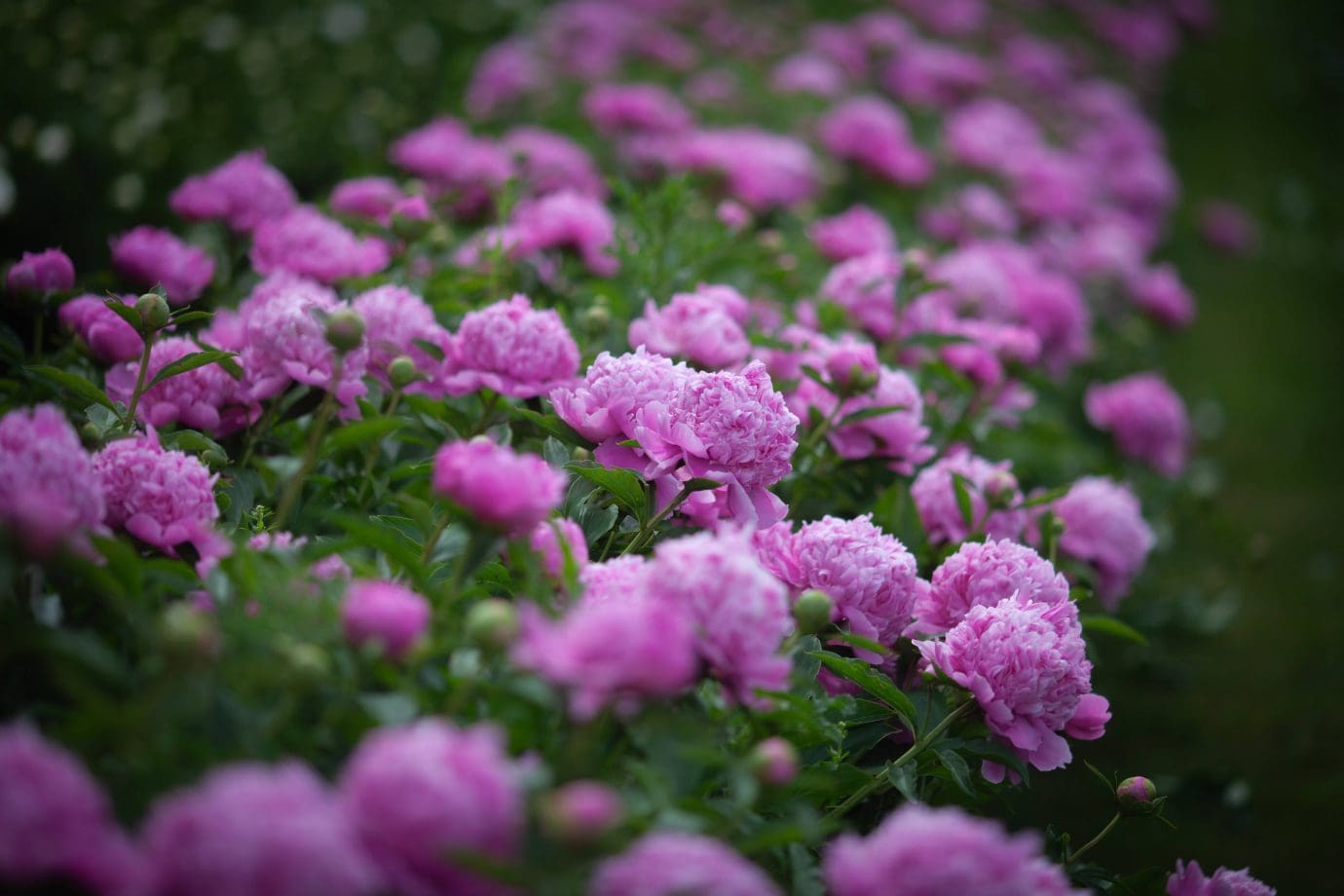 → Pick your own Flowers Ontario · Peony flower farm · Fleur de Roy
