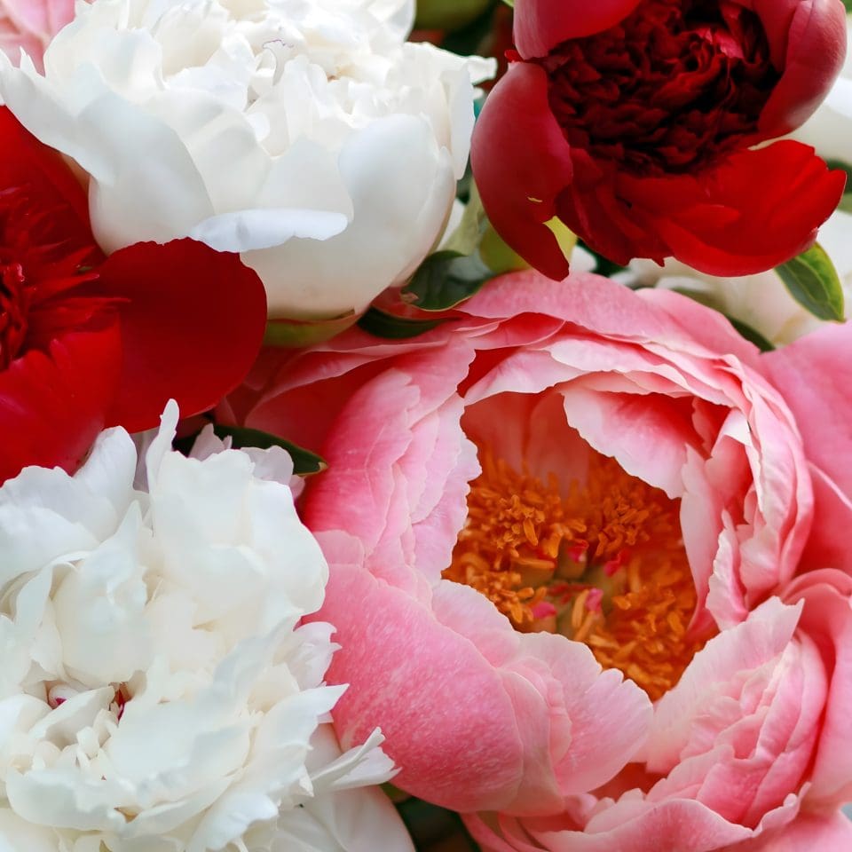 FLEUR DE ROY · Ontario Pick Your Own Peony Flowers